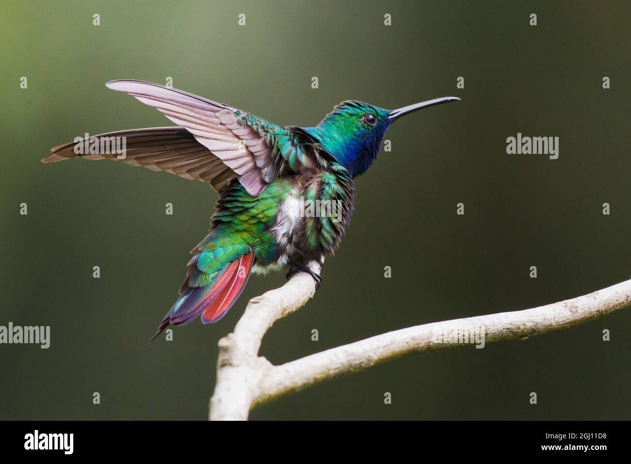 Black throated mango hummingbird anthracothorax nigricollis hi-res ...