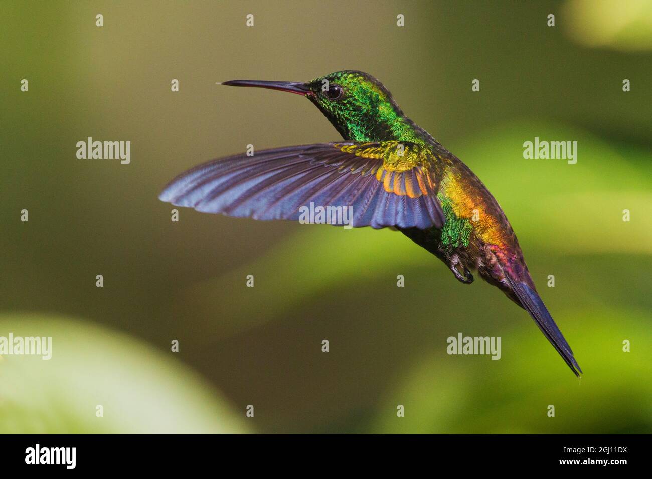 Copper rumped hummingbird hi-res stock photography and images - Alamy
