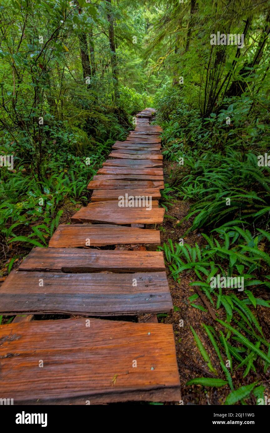 Cedar plank boardwalk through old growth cedar forest on Meares Island ...
