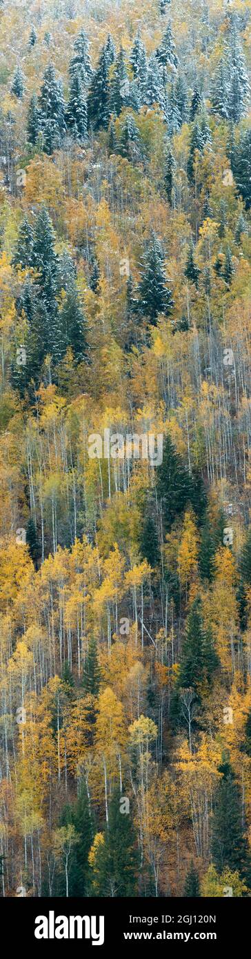 British Columbia, Canada. Panoramic image, mixed tree forest with light ...