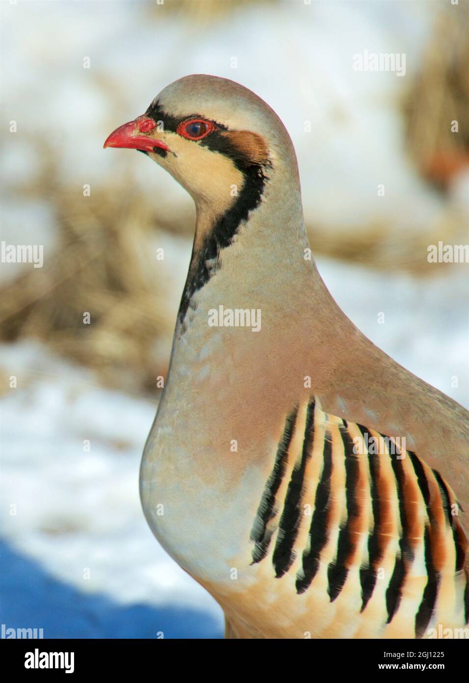 A native of southern Eurasia, the Chukar was introduced to North ...