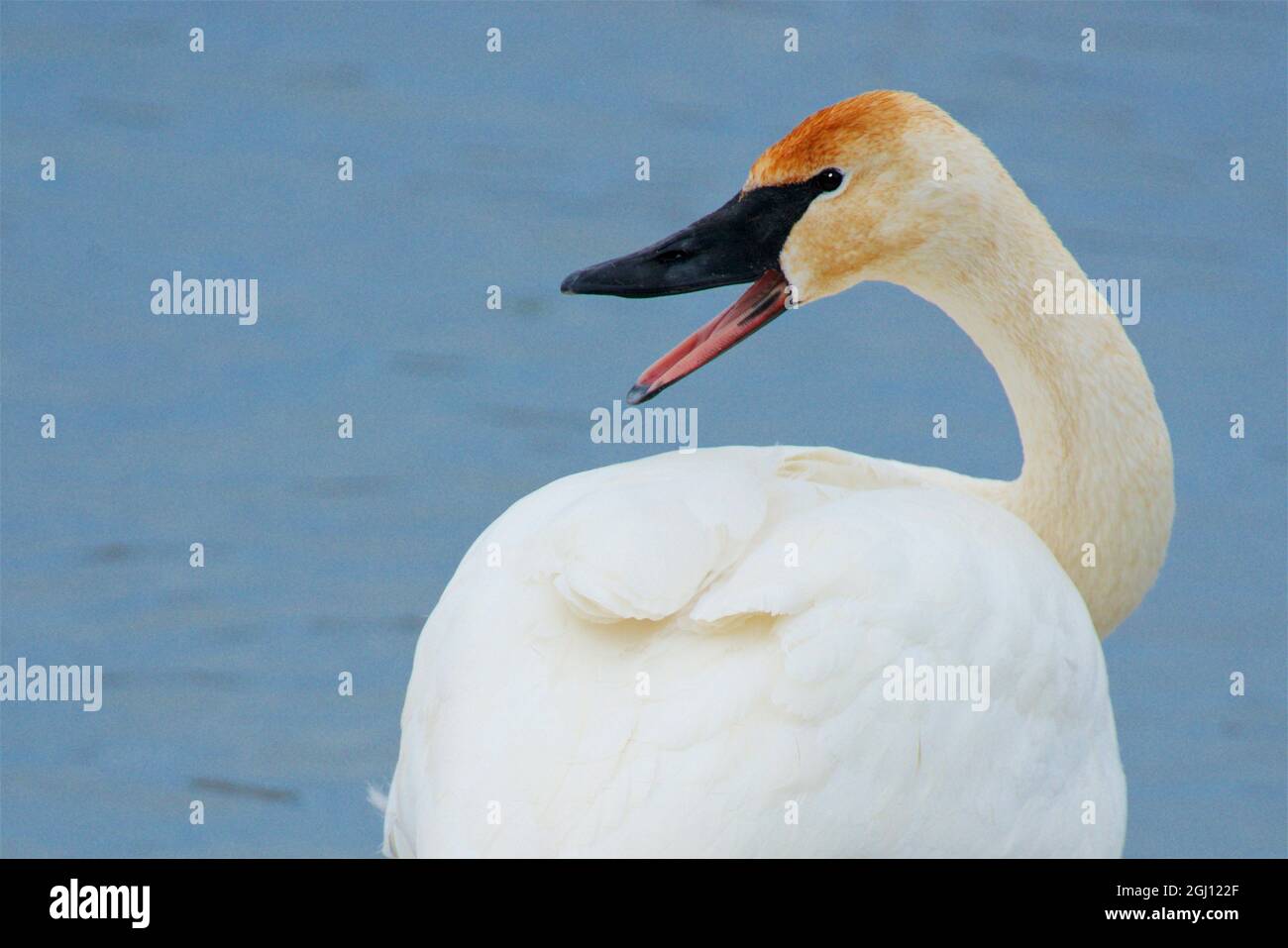 Trumpeter swan on river in winter. Formerly endangered, this heaviest ...