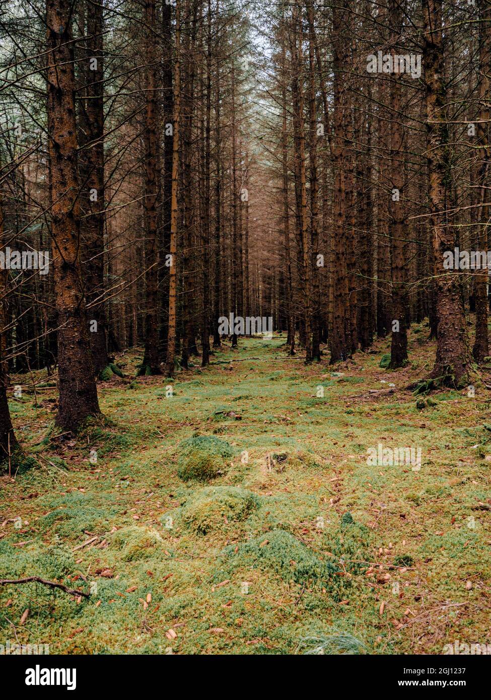 Mystical forest pathways and moss covered trees in a lush forest in the ...