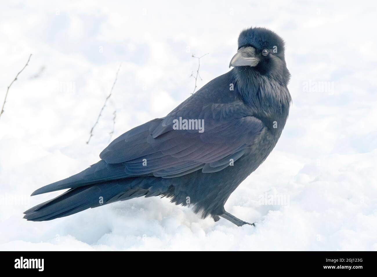Common wright hi-res stock photography and images - Alamy
