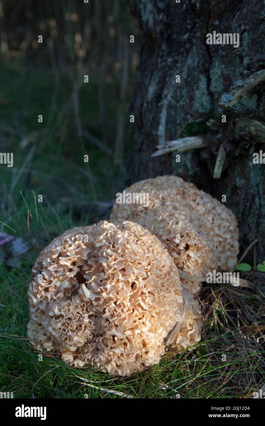 Sparassis (also known as cauliflower mushroom, Brain Fungus) - siedzuń ...