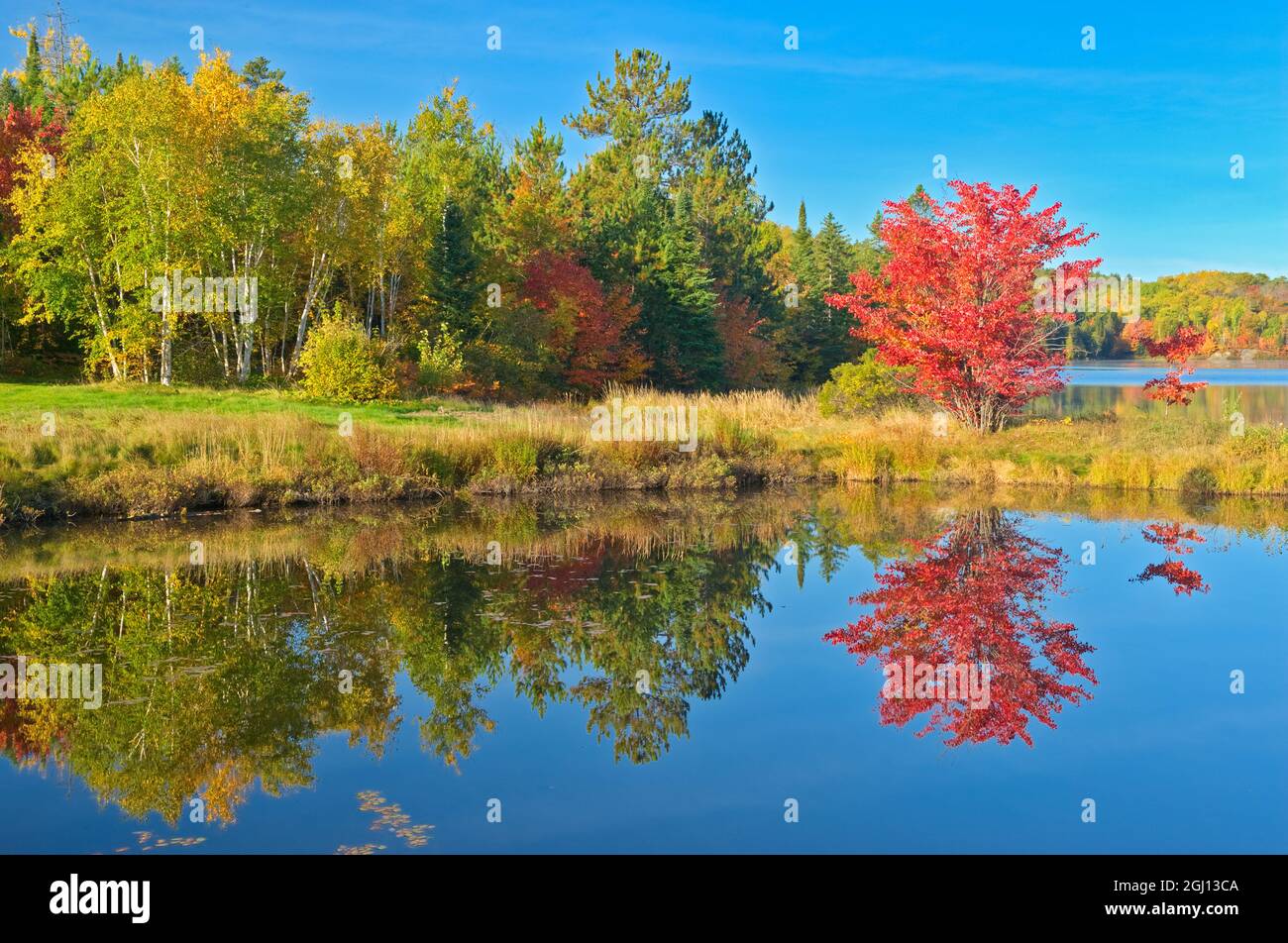 Canada, Ontario, Worthington. Red maple tree reflected in St. Poithier ...