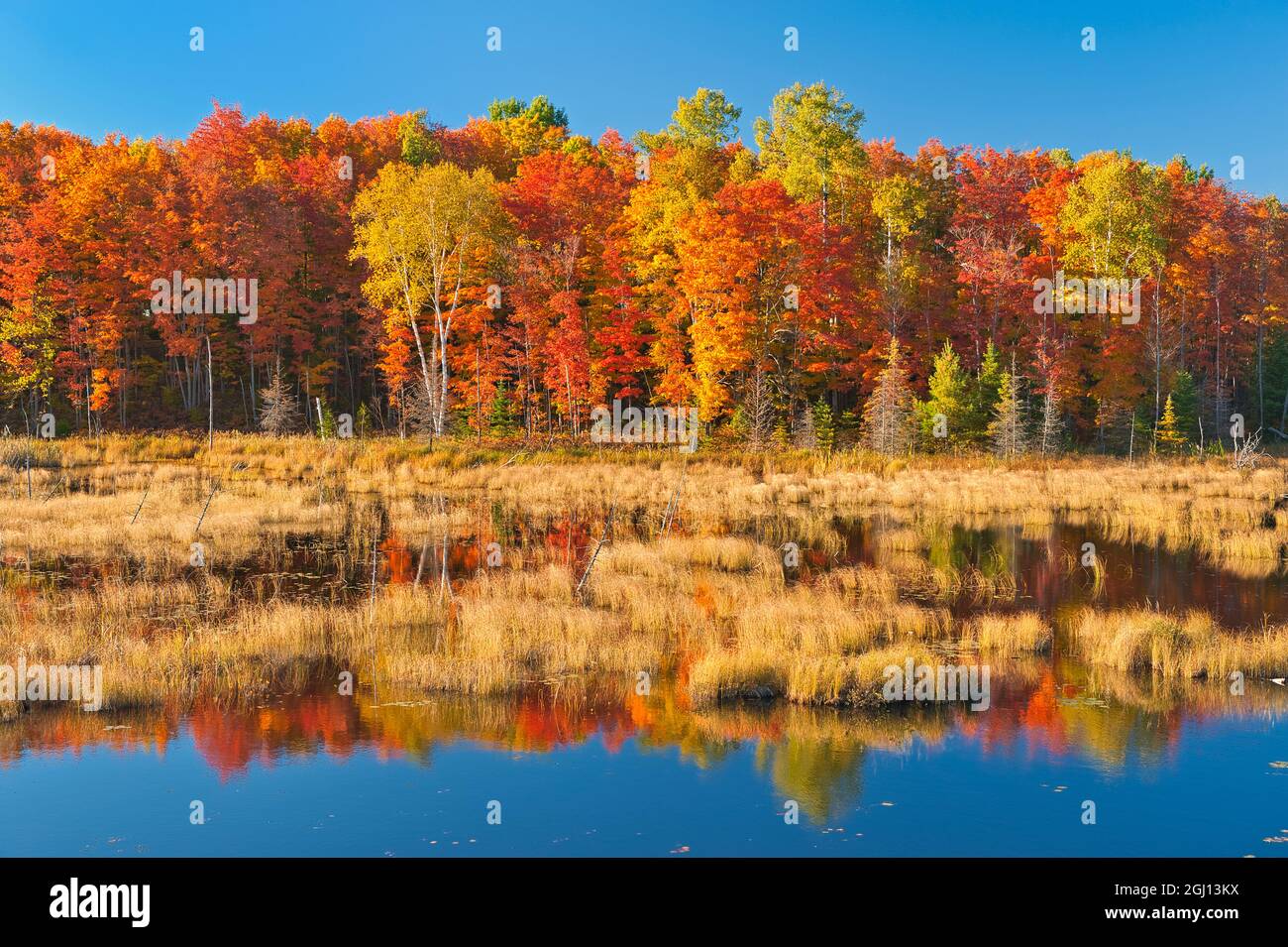 Haliburton forest hi-res stock photography and images - Alamy