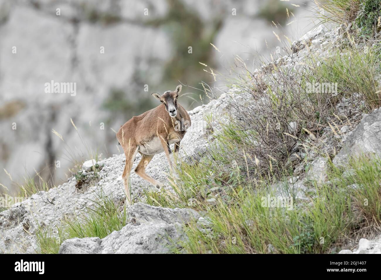 European mouflon female on mountain ridge (Ovis aries musimon Stock ...