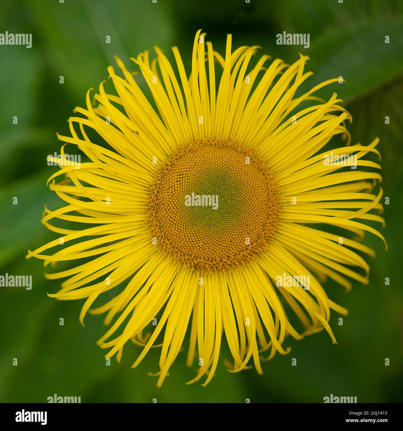 Elecampane flower inula helenium blooming hi-res stock photography and ...