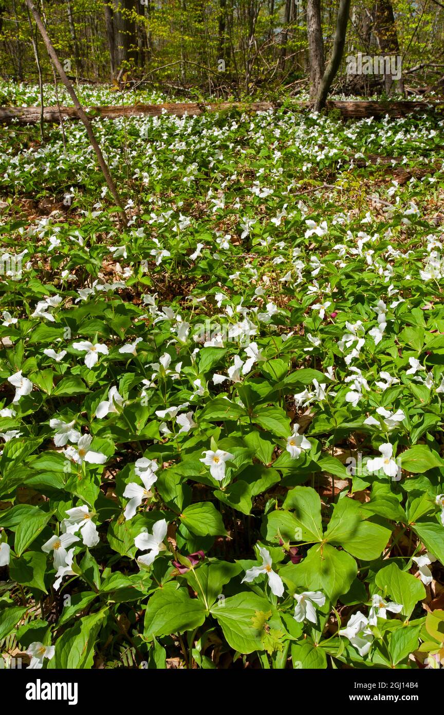 Canada, Ontario, Six Mile Lake Provincial Park. Field of large-flowered ...