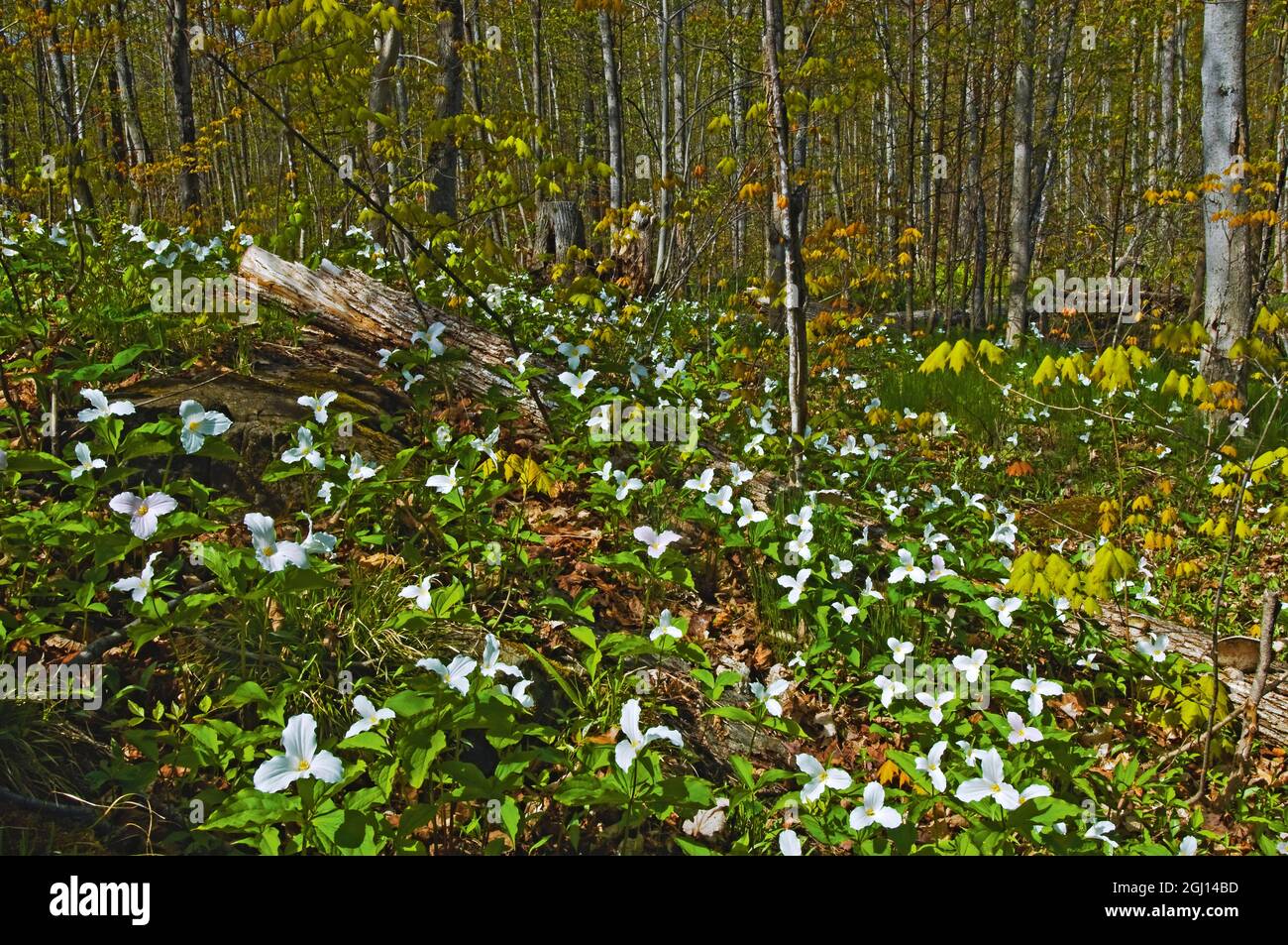 Canada, Ontario, Six Mile Lake Provincial Park. Field of large-flowered ...
