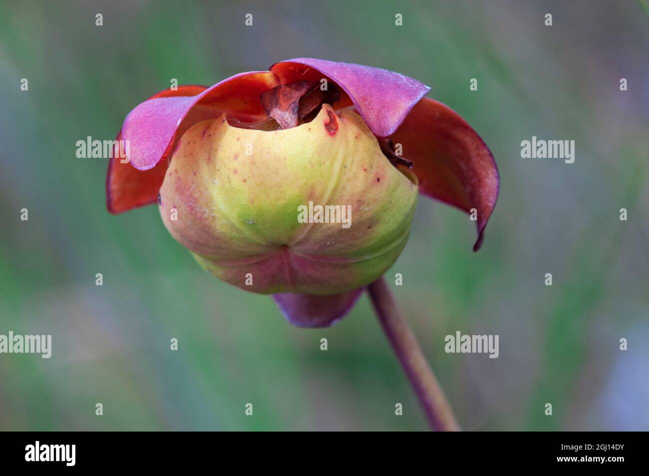 Canada, Ontario, Bruce Peninsula National Park. Pitcher plant close-up ...
