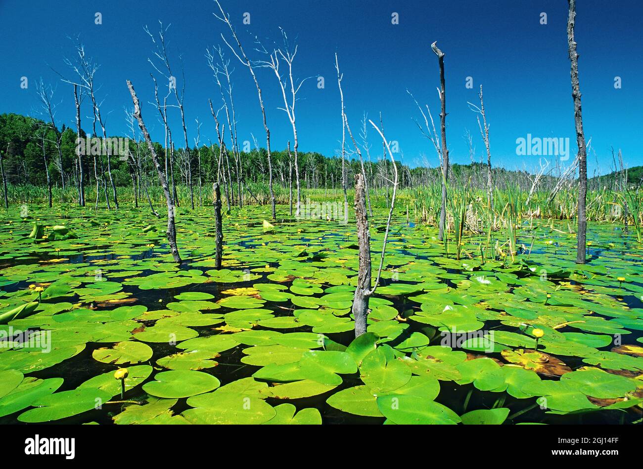 Canada, Ontario, Whitefish. American white water lily pads and dead ...