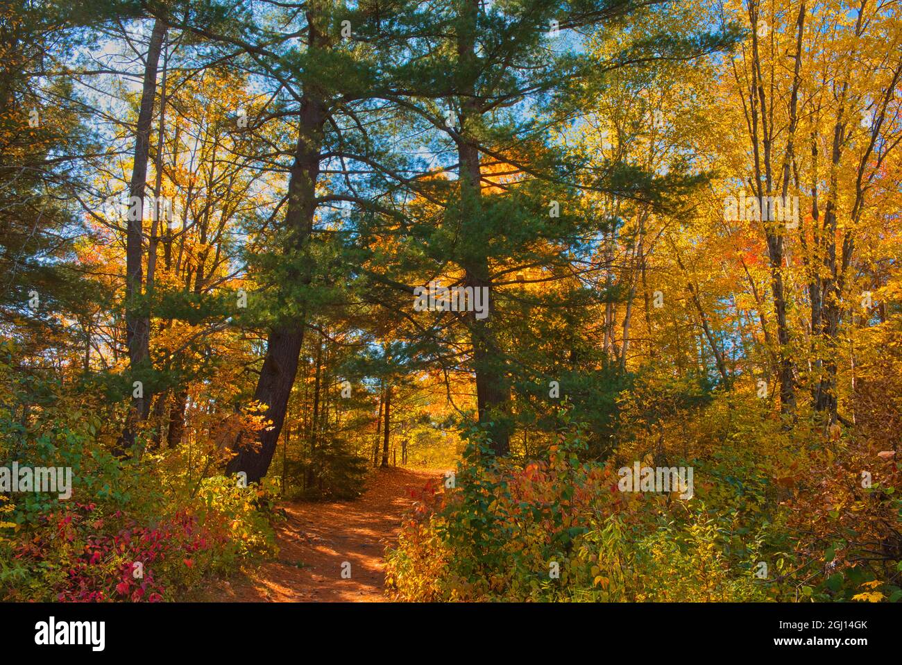 Canada, Ontario, Chutes Provincial Park. Trail through forest in autumn ...