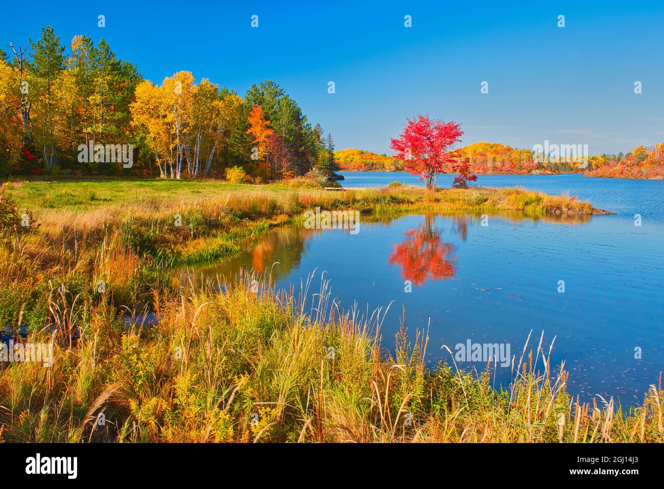 Canada, Ontario, Worthington. Red maple tree reflects in St. Poithier ...