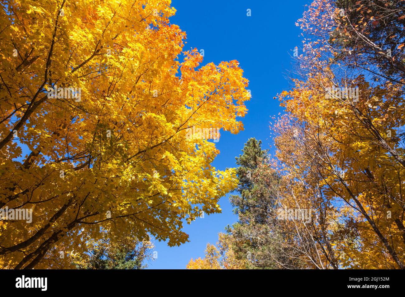 Canada, Prince Edward Island, Tyne Valley autumn foliage Stock Photo ...