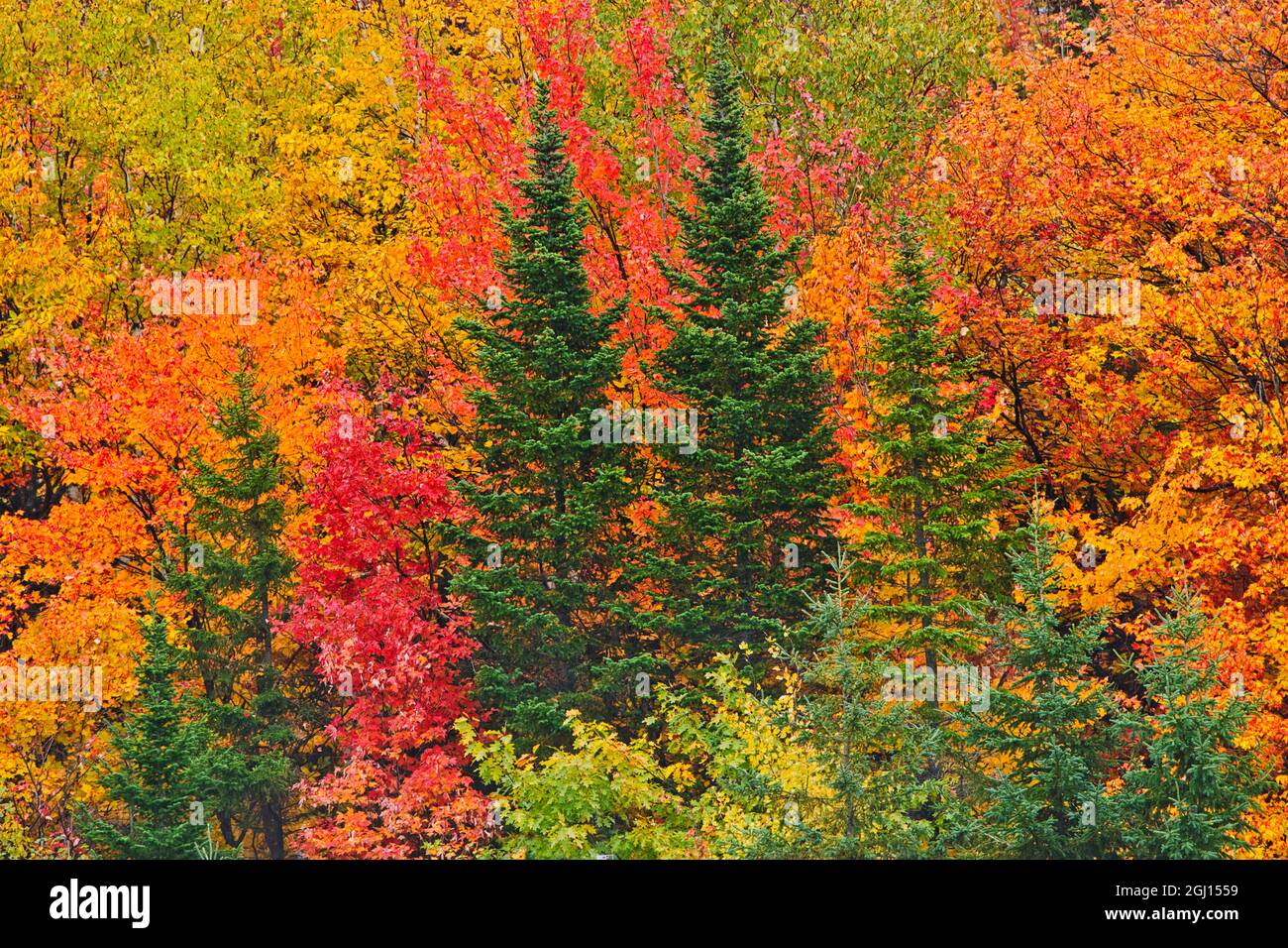 Mixedwood forest hi-res stock photography and images - Alamy