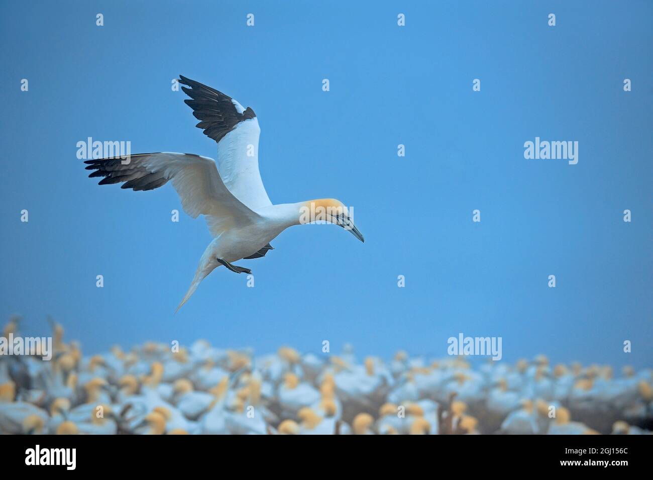 Flying over colony hi-res stock photography and images - Alamy