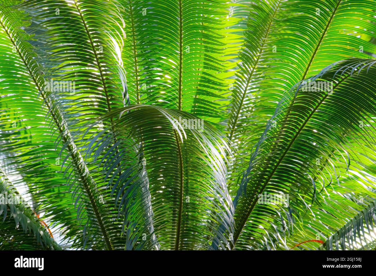 Sago palm tree hi-res stock photography and images - Alamy