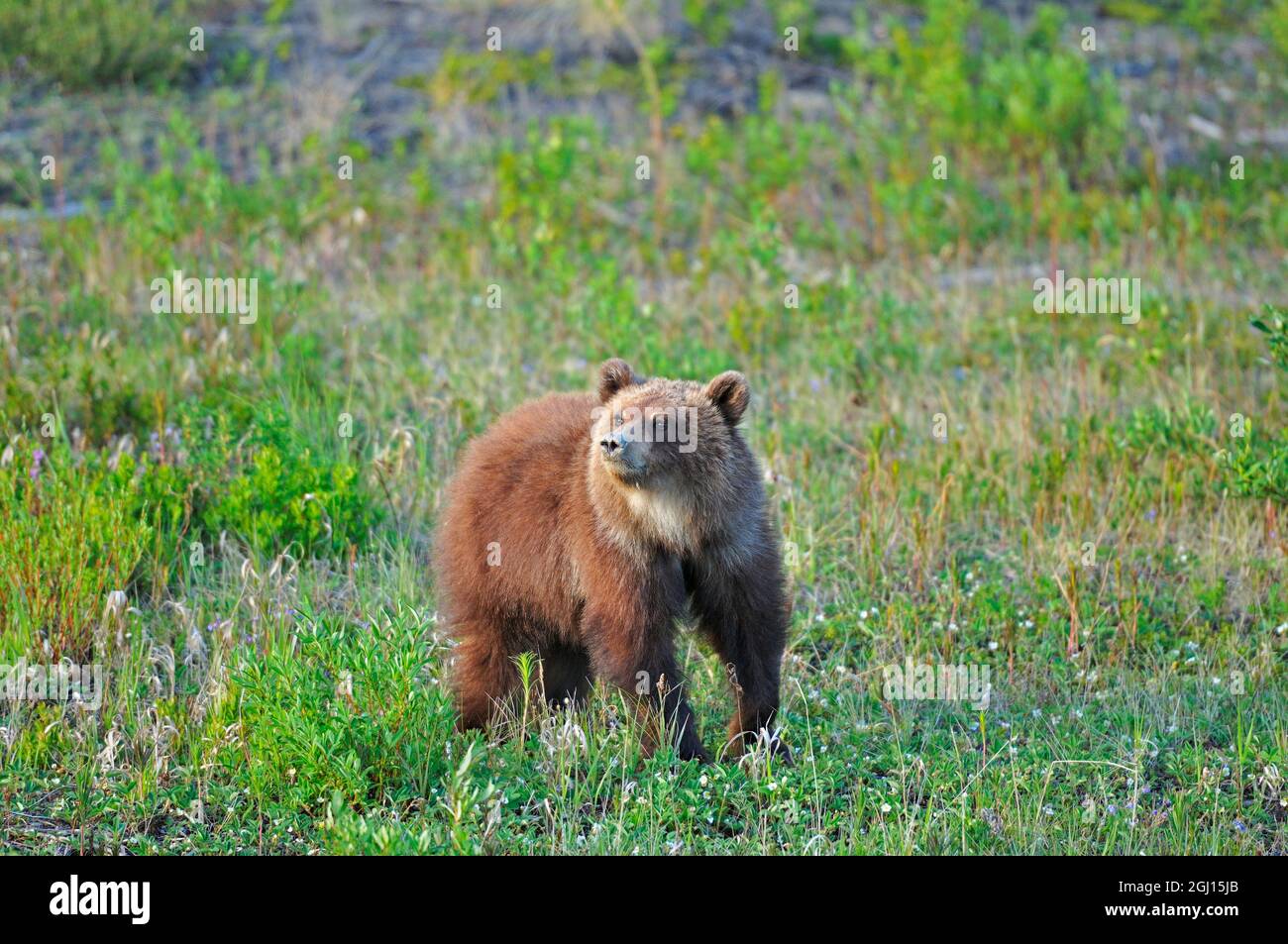 Mike grandmaison hi-res stock photography and images - Alamy