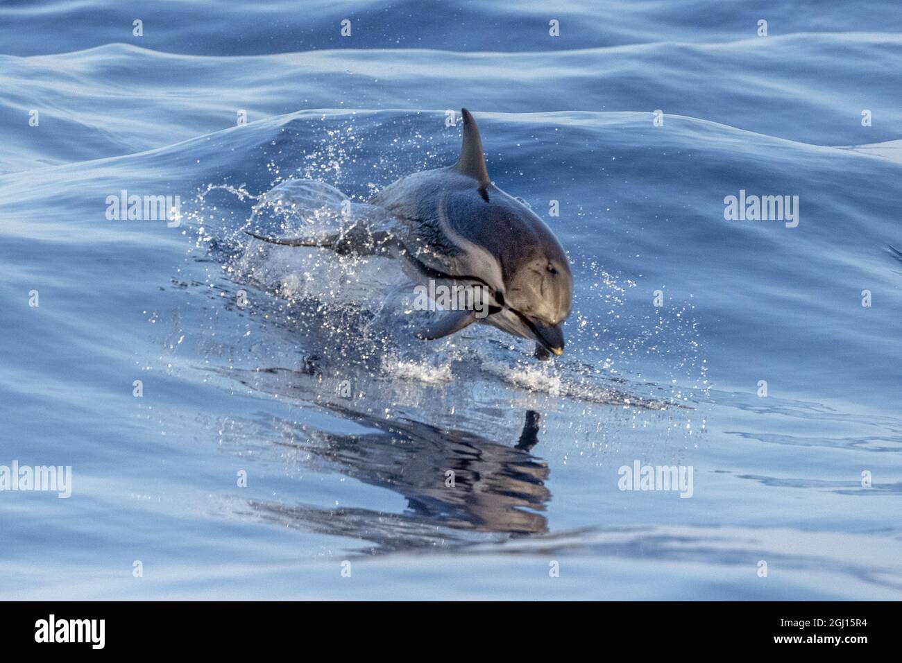 striped dolphin jumping outside the sea Stock Photo - Alamy