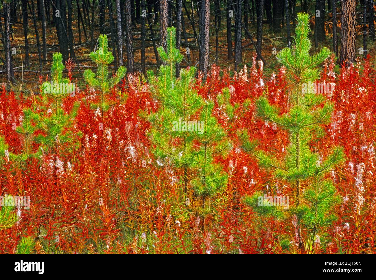 Canada, Yukon, Watson Lake. Fireweed and young pine trees after fire ...