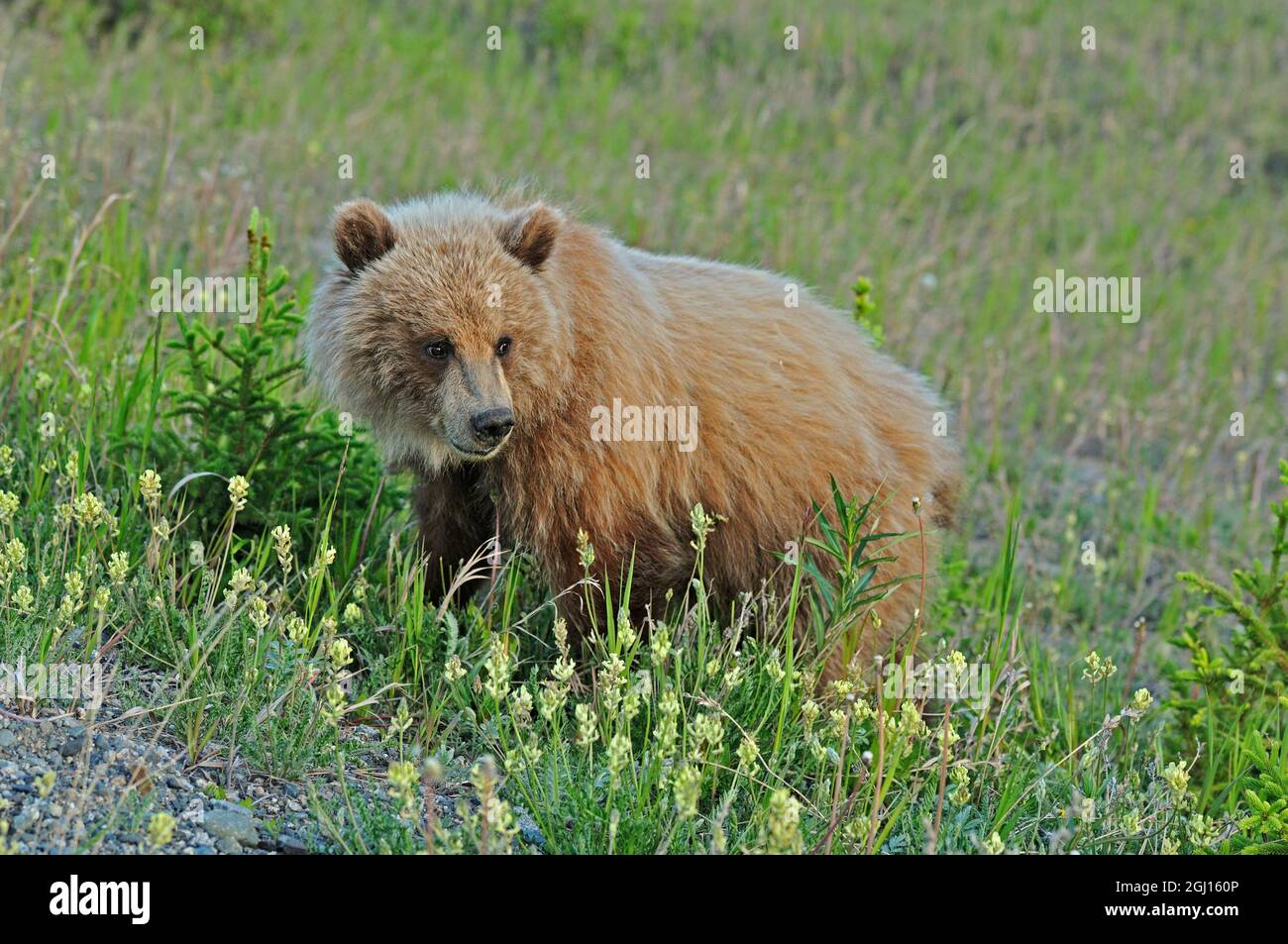 Canada, Yukon. Grizzly bear close-up Stock Photo - Alamy