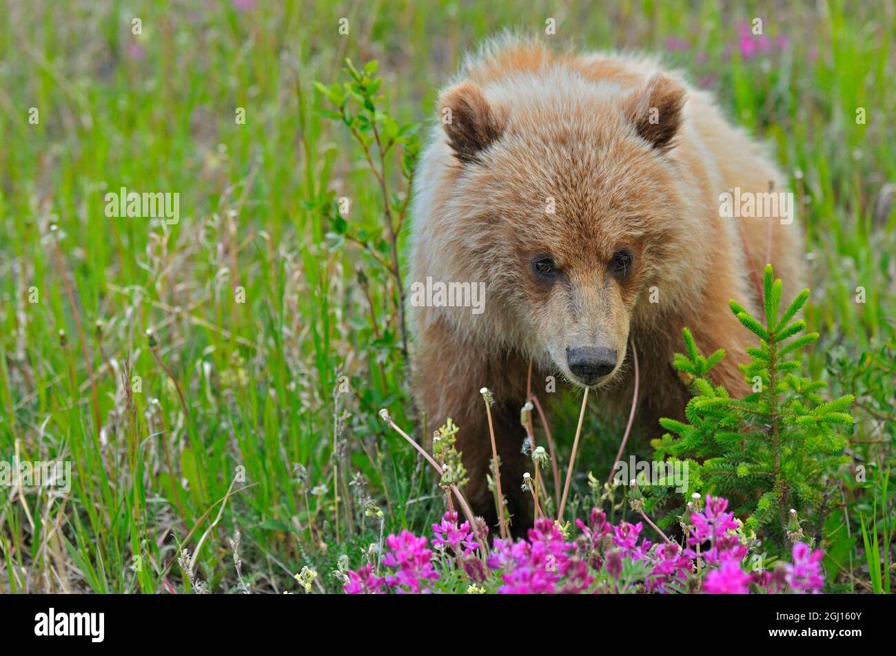 Canada, Yukon. Grizzly bear close-up Stock Photo - Alamy