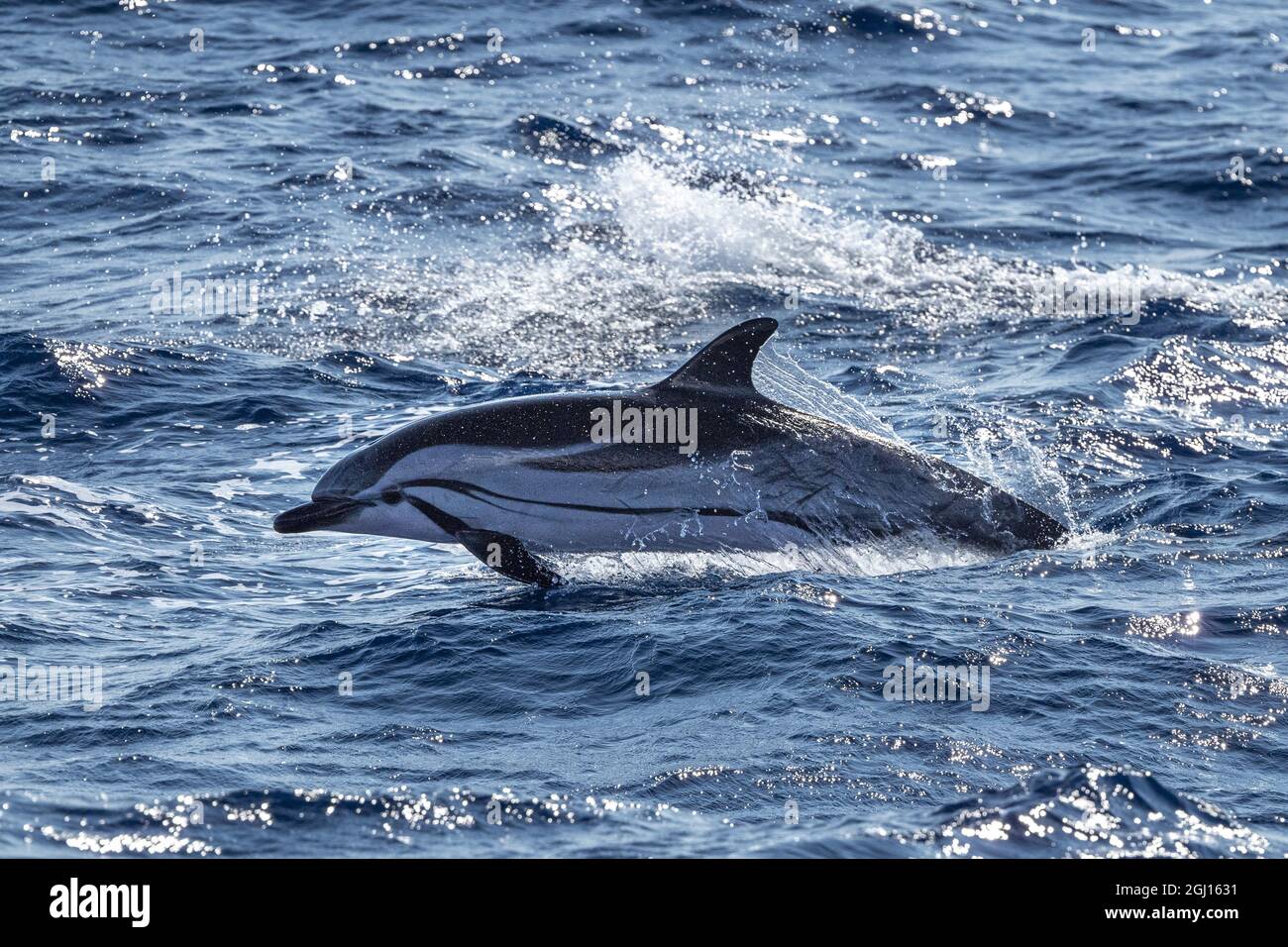 striped dolphin jumping outside the sea Stock Photo - Alamy