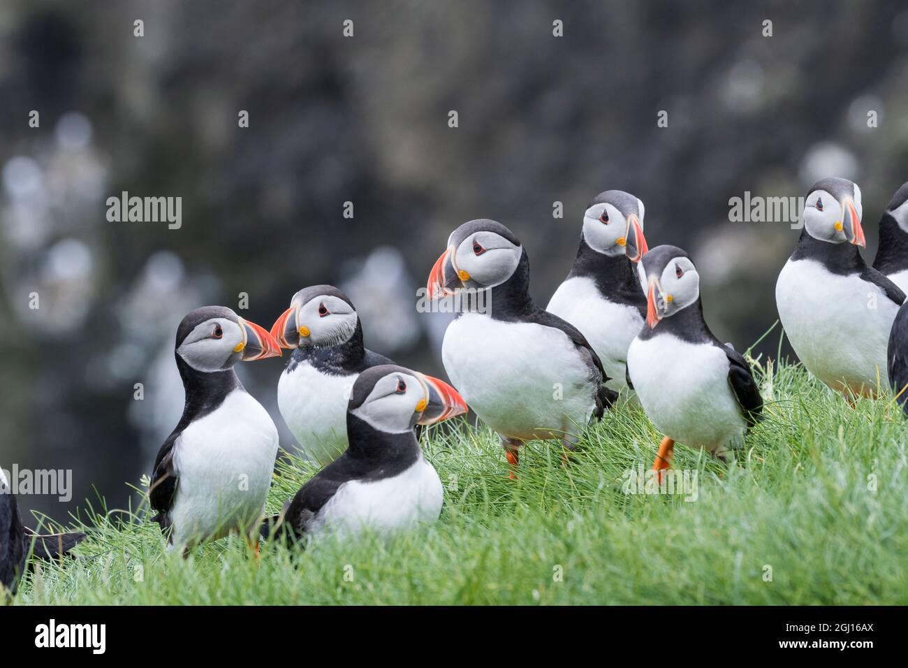 Atlantic Puffin (Fratercula arctica) in a puffinry on Mykines, part of ...