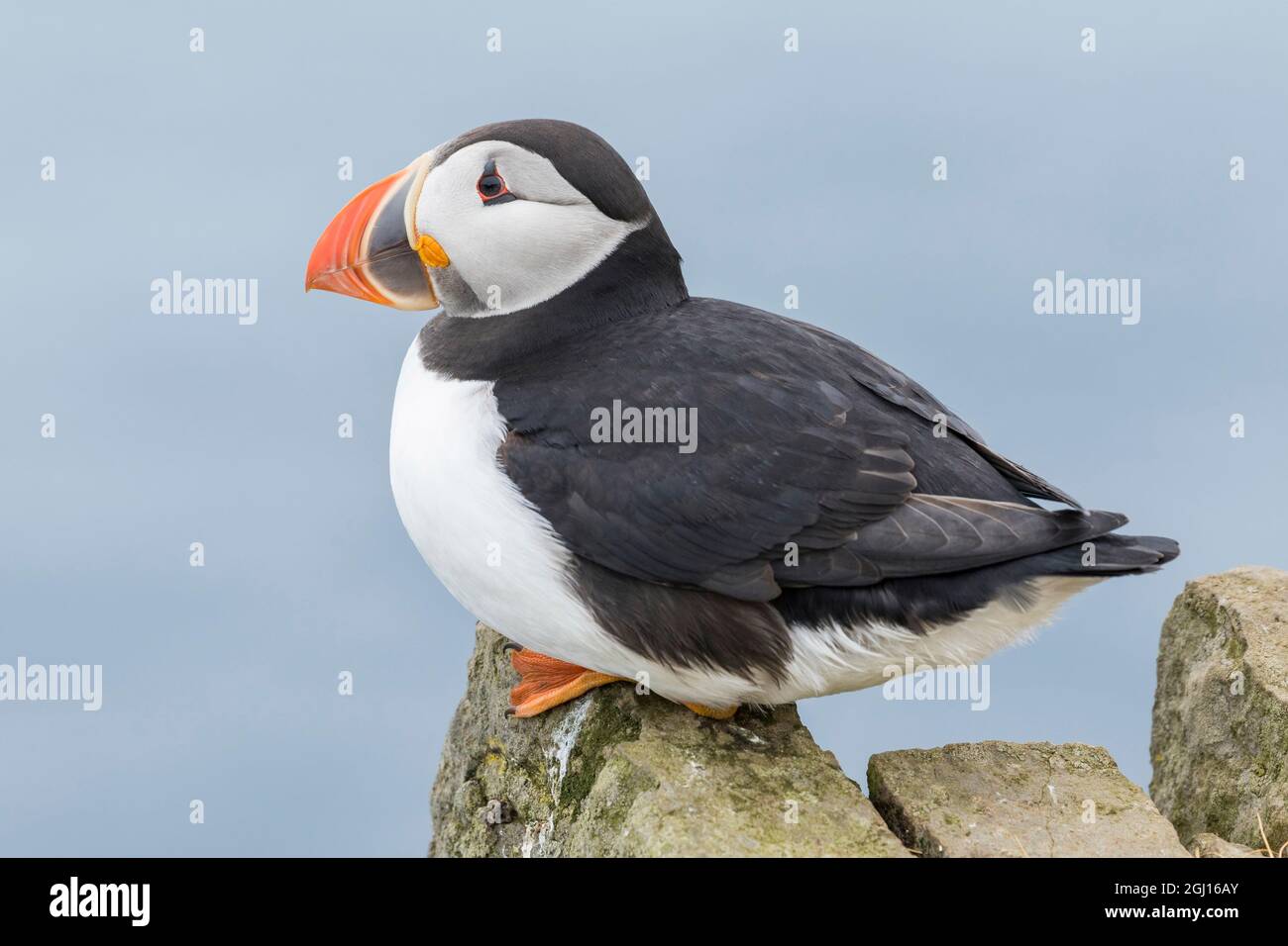 Atlantic Puffin (Fratercula arctica) in a puffinry on Mykines, part of ...