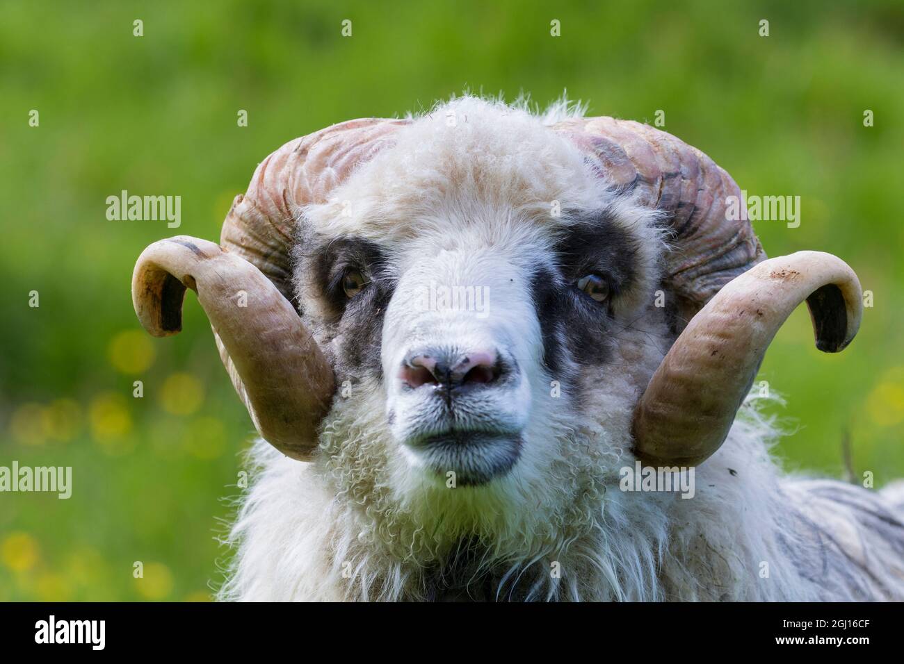 Sheep on the Faroe Islands. Europe, northern euorpe, scandinavia ...