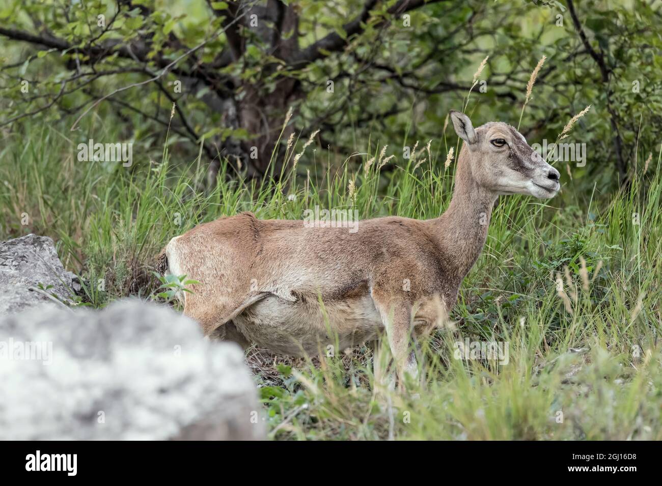 European mouflon female in summer season (Ovis aries musimon Stock ...