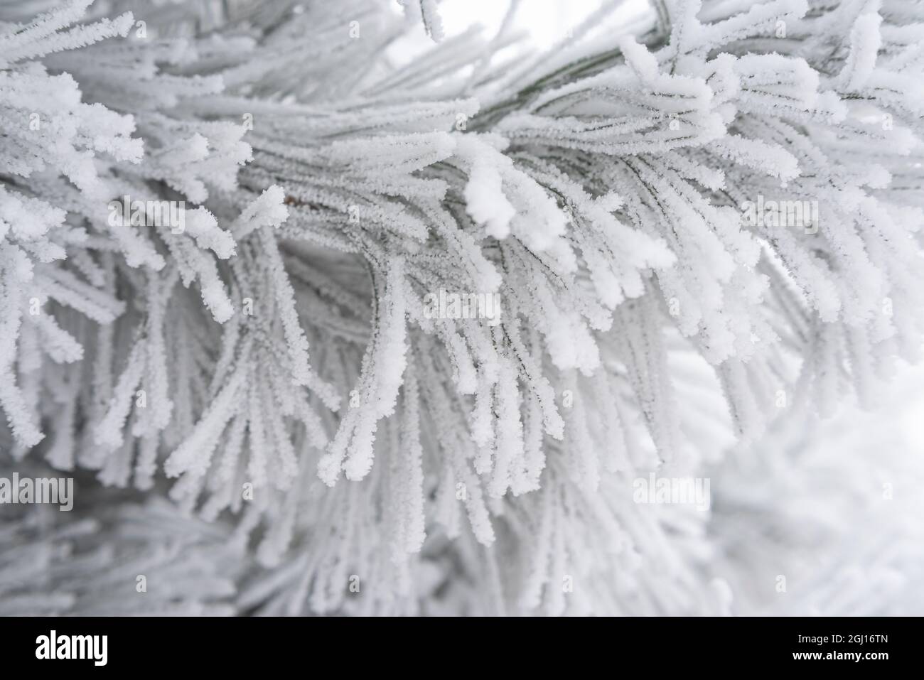 Spruce branches are covered with fluffy snow. Macro Stock Photo - Alamy