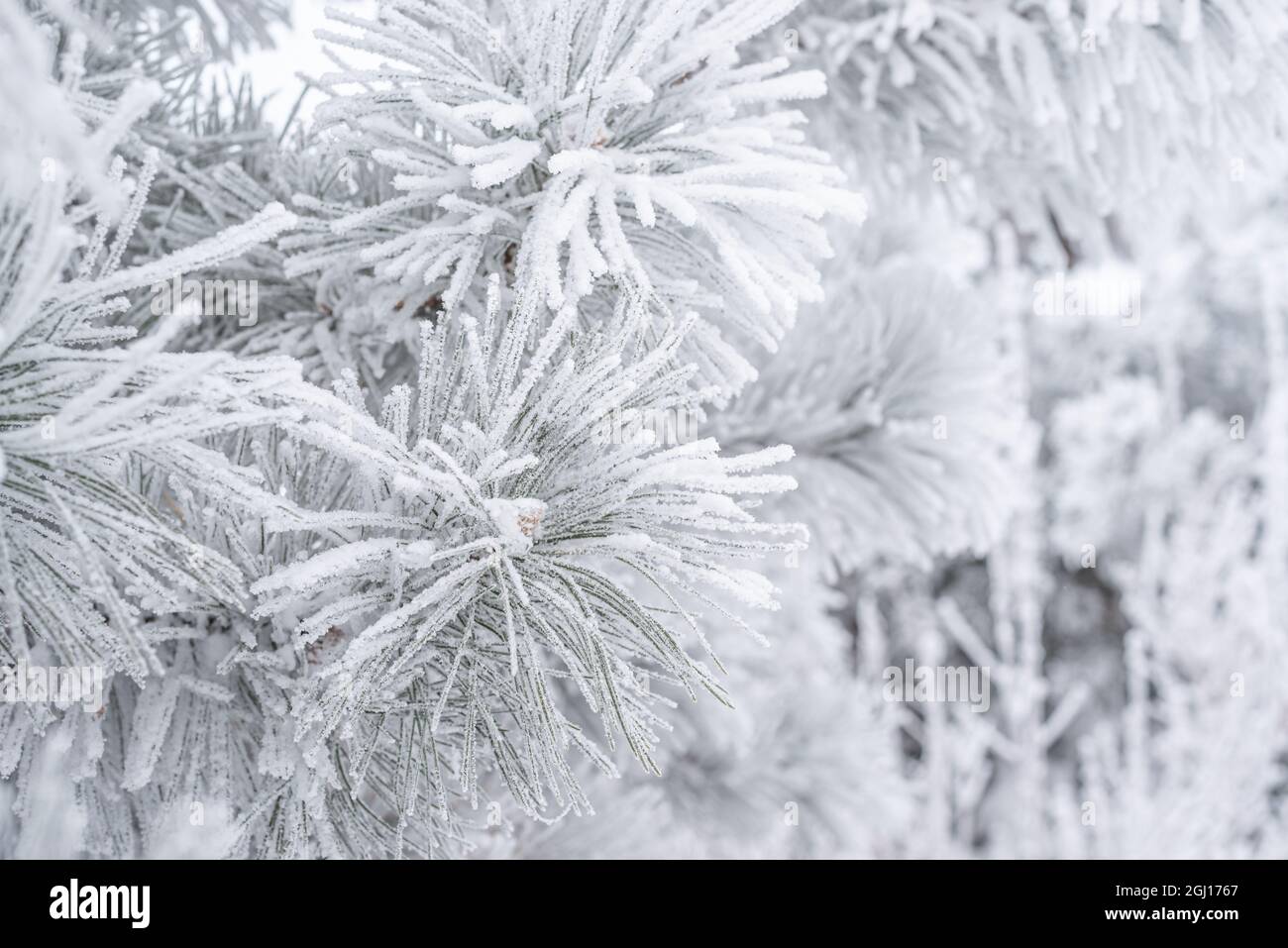 Spruce branches are covered with fluffy snow. Macro Stock Photo - Alamy