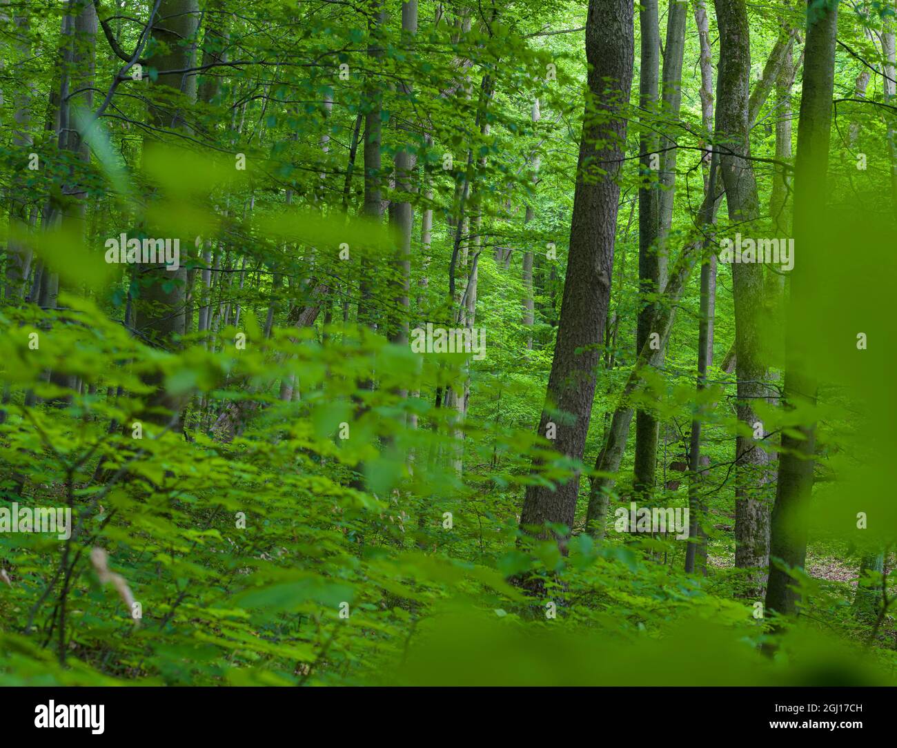 The Thuringian Forest Nature Park, part of the UNESCO World Heritage ...
