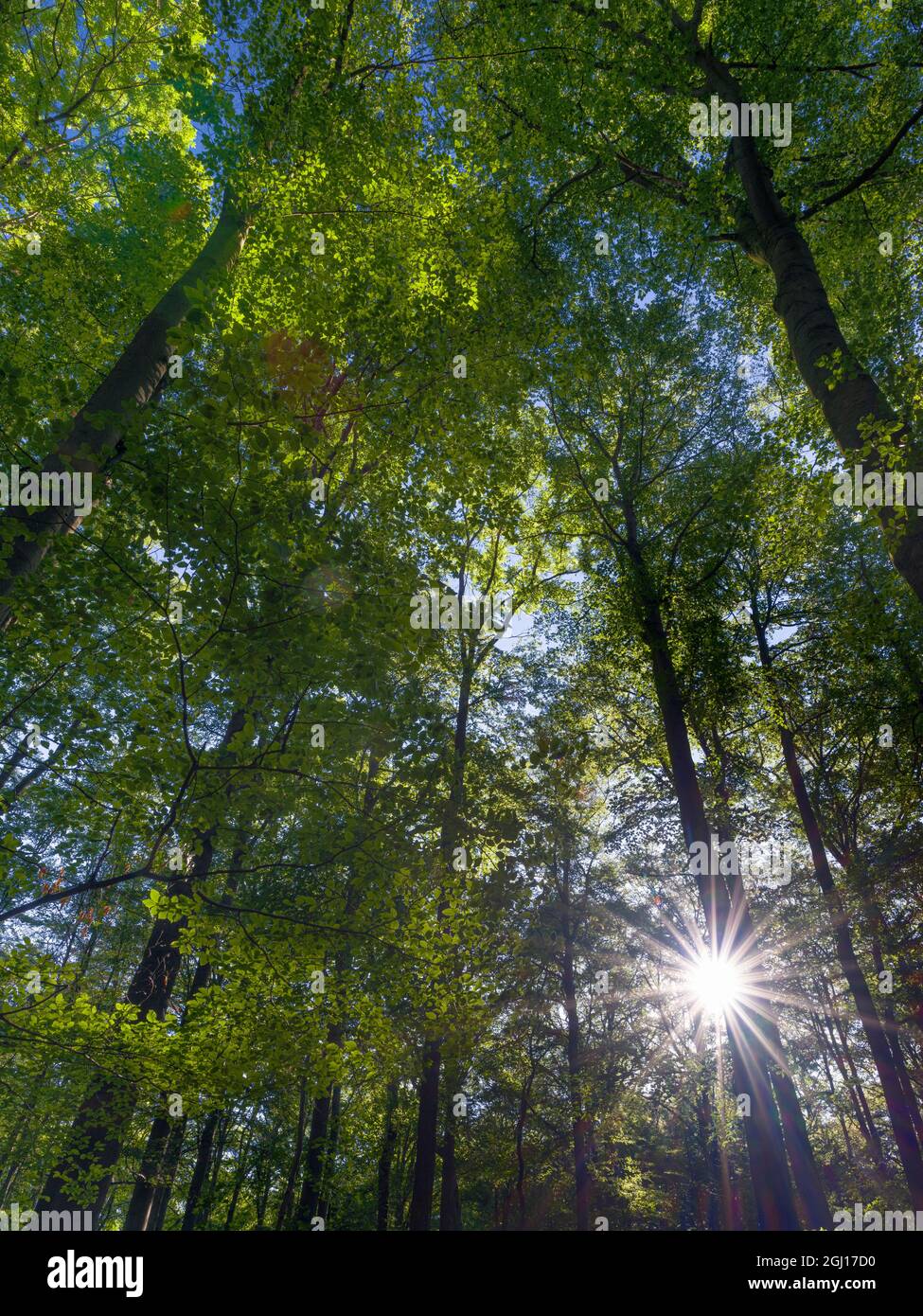 The Thuringian Forest Nature Park, part of the UNESCO World Heritage ...