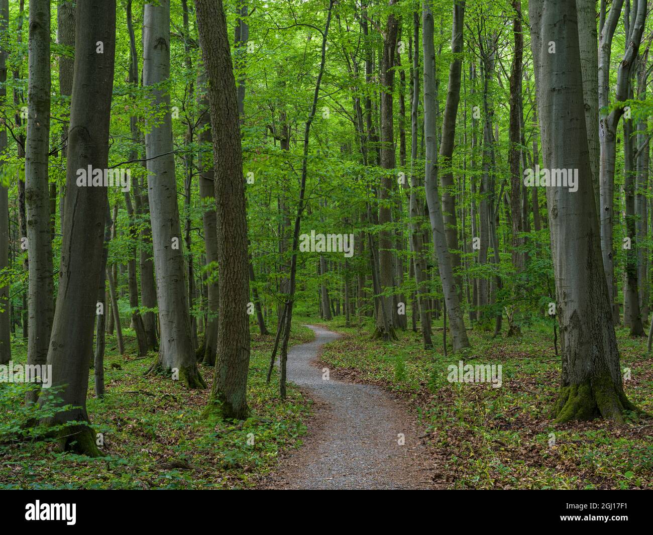 Hiking path in the Hainich woodland in Thuringia, National Park and ...