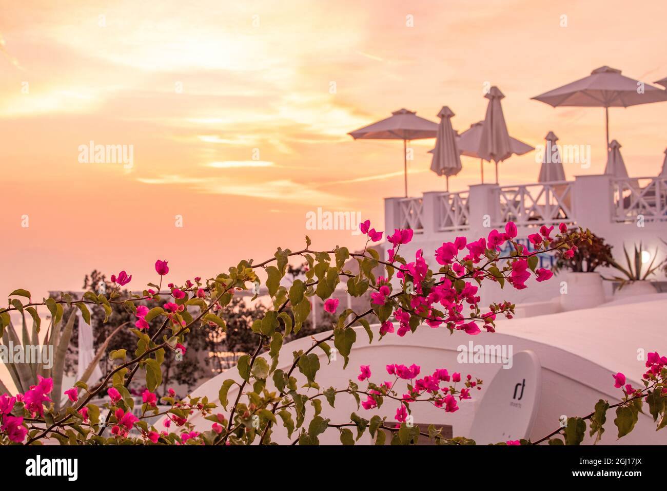 Sunset, pink bougainvillea flowers overlooking Oia, Santorini, Greece ...