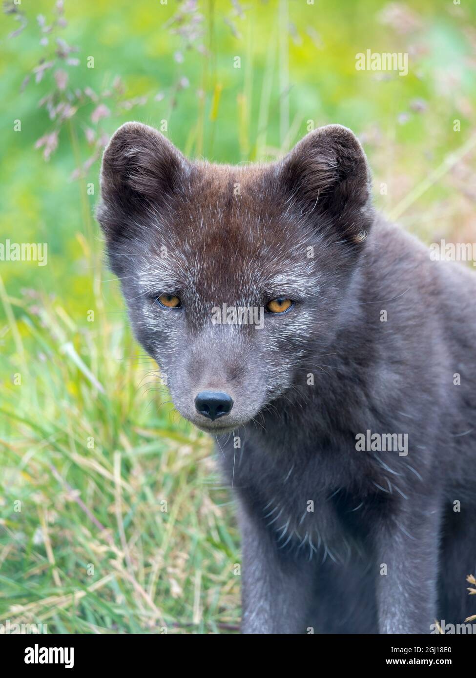 Arctic Fox (Vulpes lagopus, Alopex lagopus), Melrakkasetur Islands ...