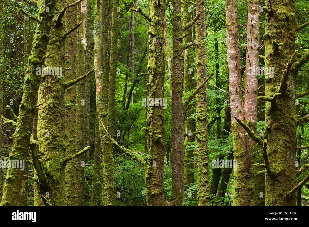 Ireland, County Kerry, Ring of Kerry, Killarney, Killarney National ...