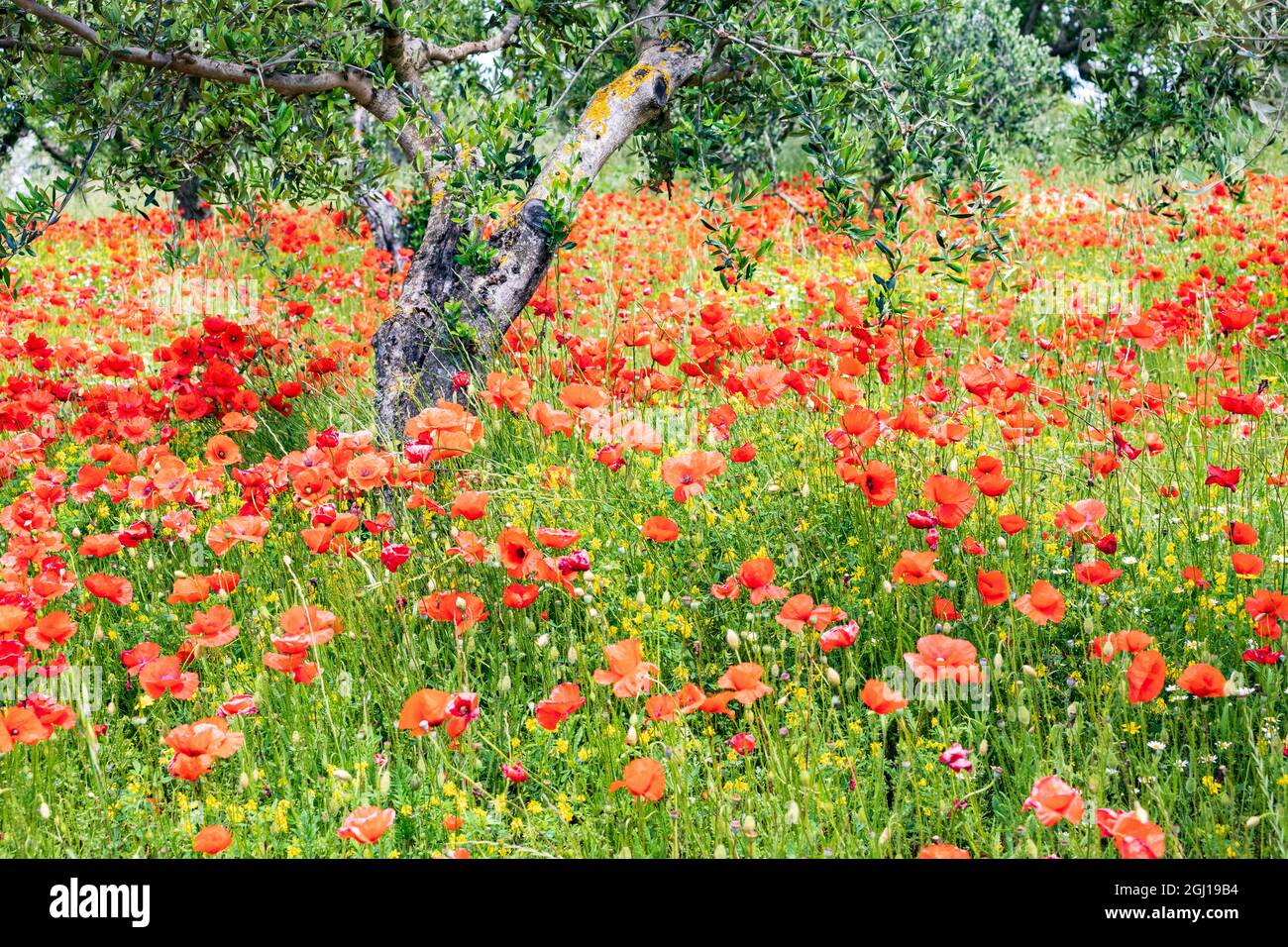 Italy, Apulia, Province of Bari. Countryside with poppies and olive ...