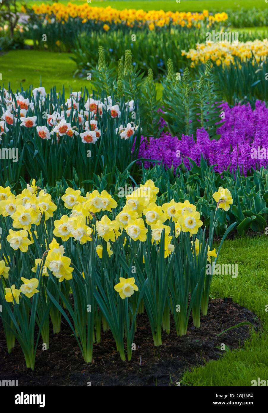 Spring flowerbeds with daffodils and hyacinth Stock Photo - Alamy