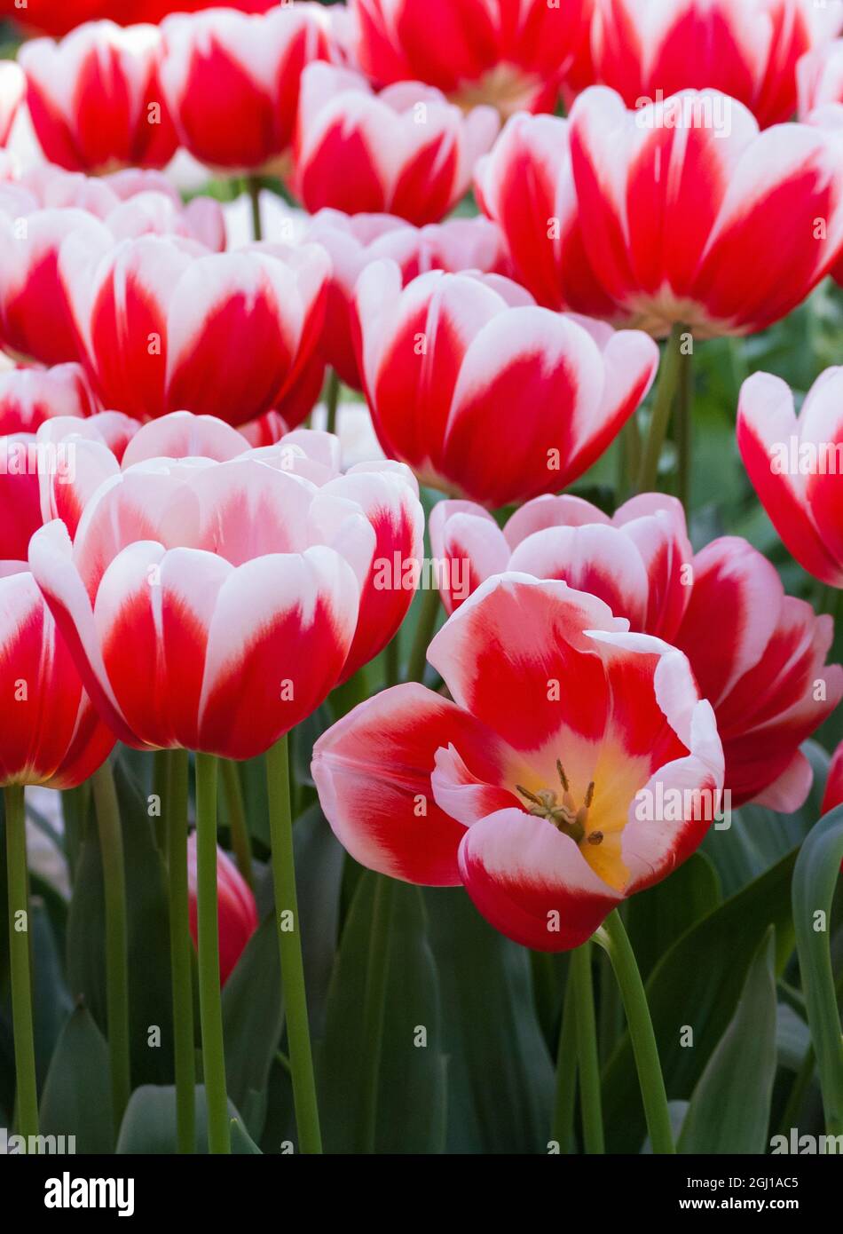Rimmed blooms hi-res stock photography and images - Alamy