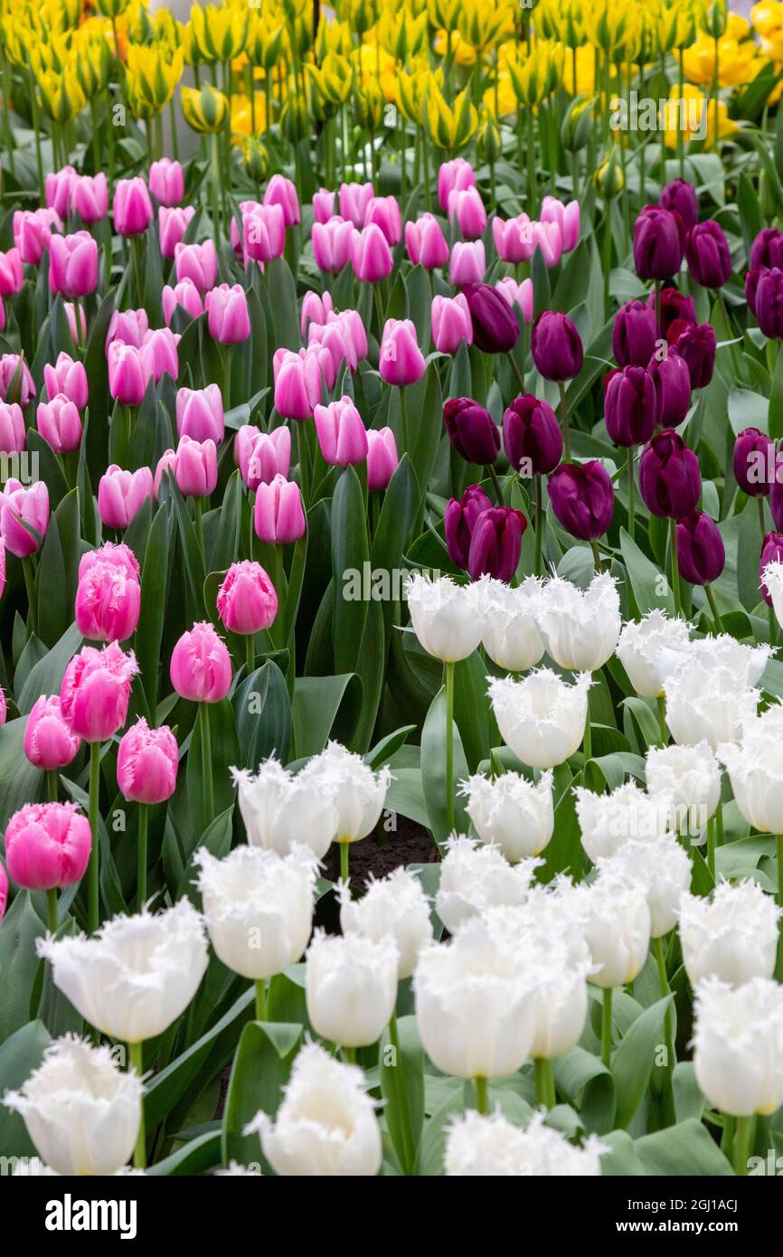 Europe, Netherlands, Holland. Tulip display at Keukenhof Gardens ...