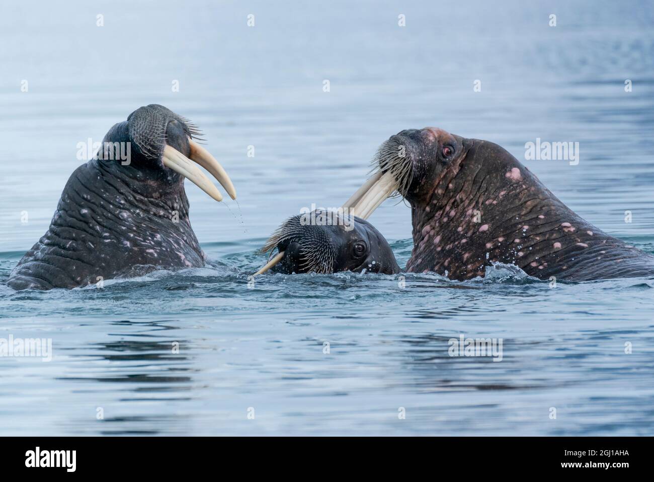 Svalbard, Spitsbergen. Three walrus playing together in the water Stock ...