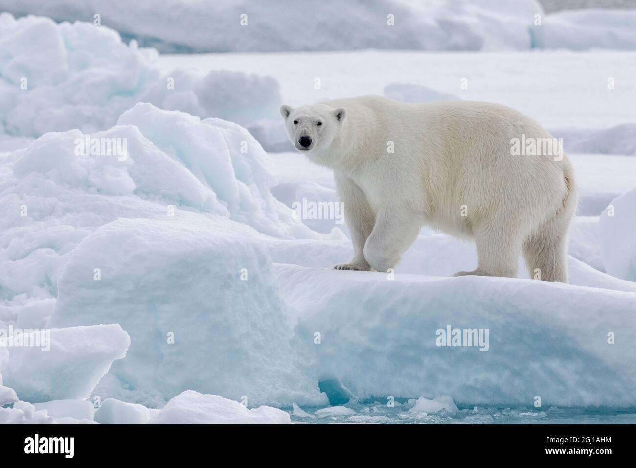 Arctic, north of Svalbard. Portrait of a polar bear walking on the pack ...