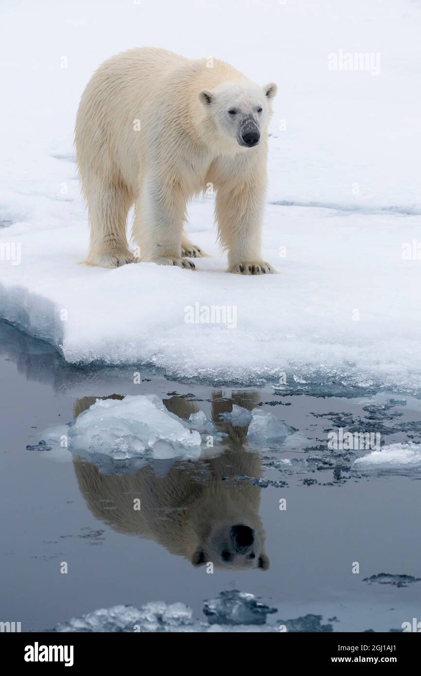 Arctic, north of Svalbard. Portrait of a polar bear with its reflection ...