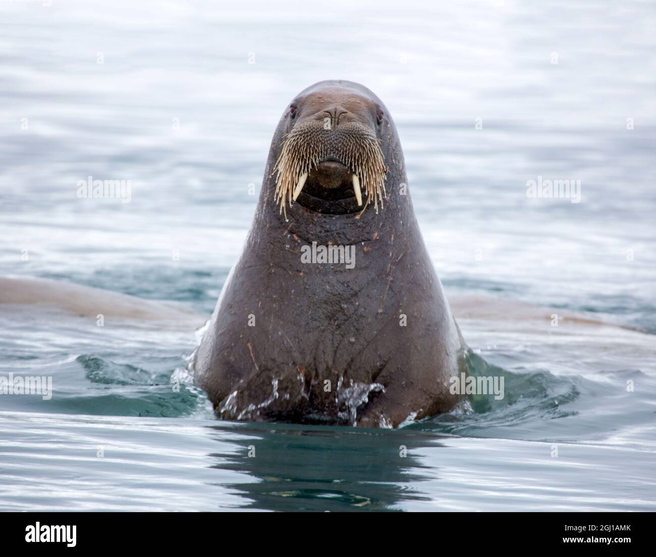 Walrus swimming hi-res stock photography and images - Alamy