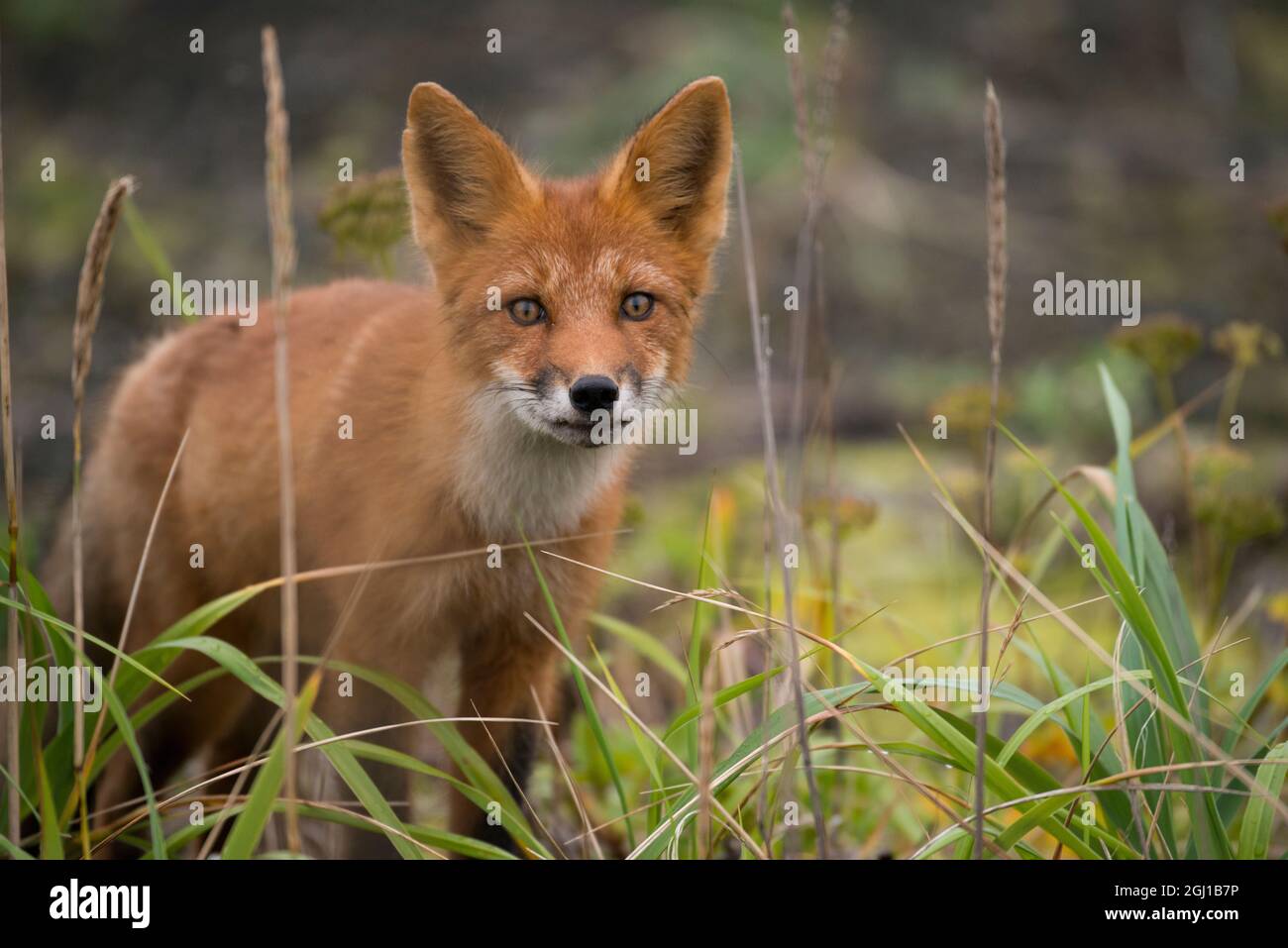 Russia, Russian Far East, Kamchatka Peninsula, Kuril Islands, Atlasova ...